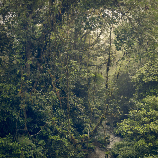 JUNGLE & FOREST - TRAVEL photography by Thorsten Kuttig